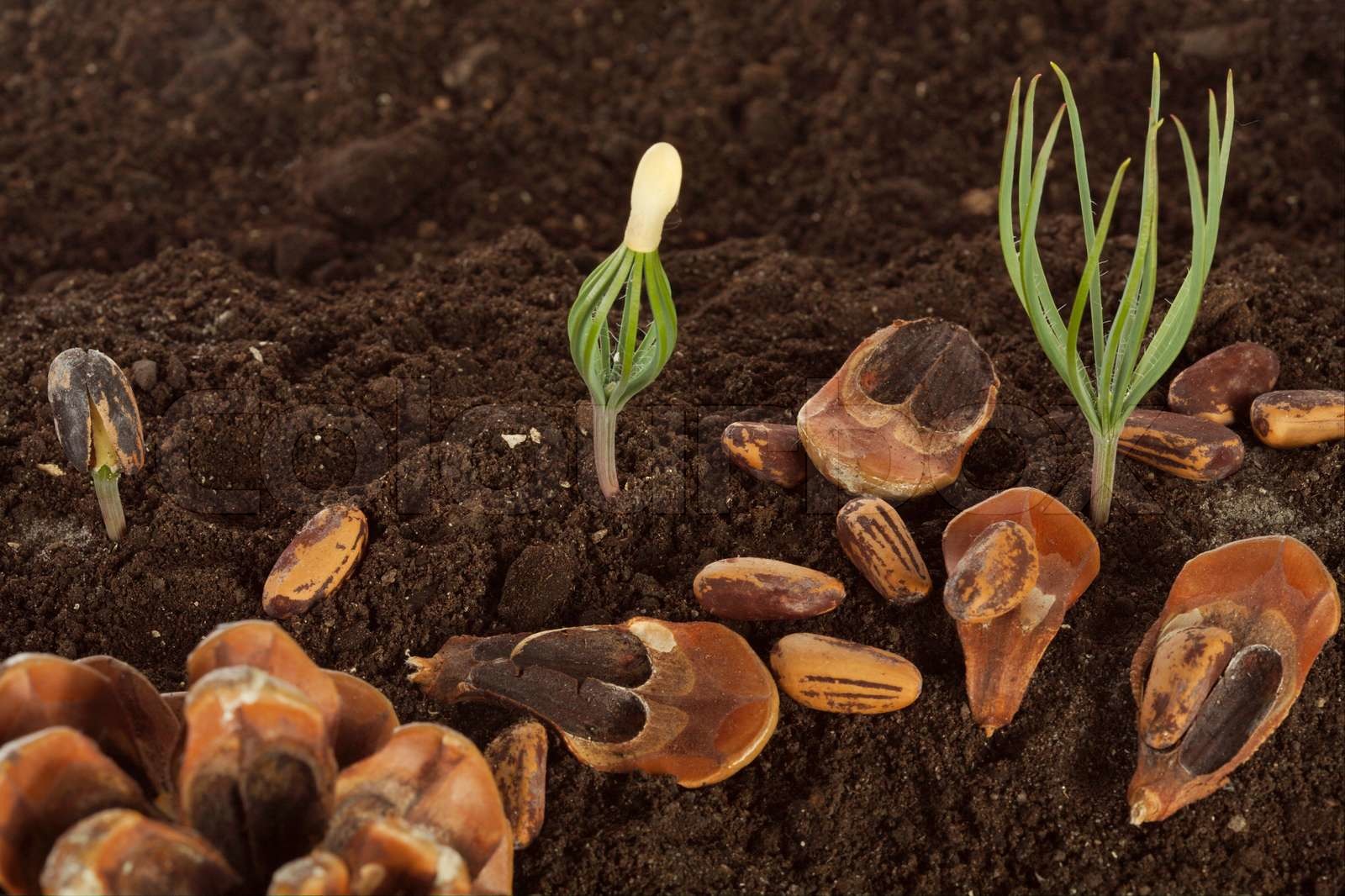 Small sprouts a mighty tree. | Stock image | Colourbox