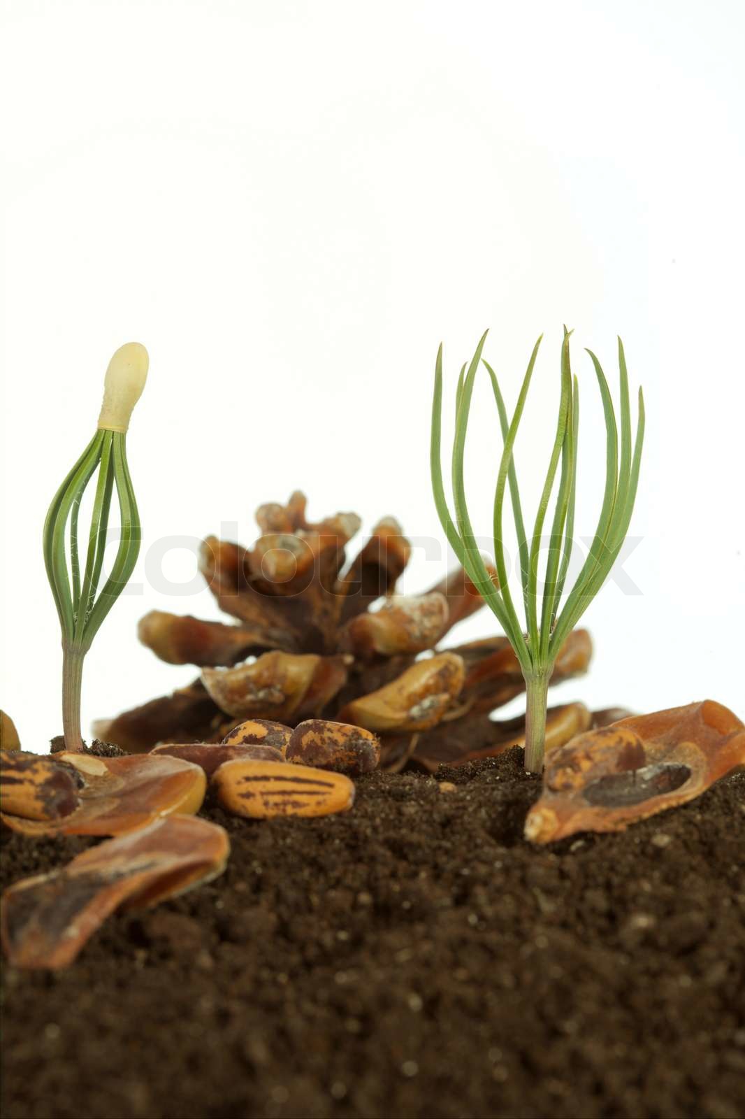 Small sprouts a mighty tree. | Stock image | Colourbox