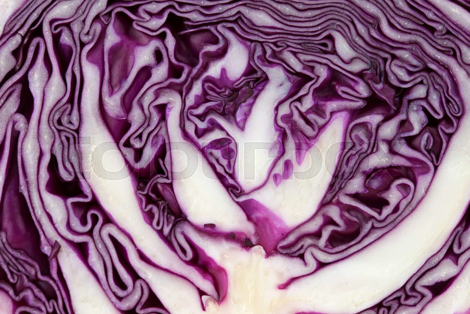 cross section of purple cabbage | Stock image | Colourbox