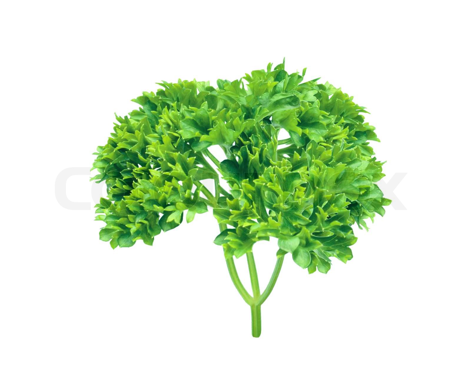 friske krydderurter persille isoleret på hvidt | Stock foto | Colourbox