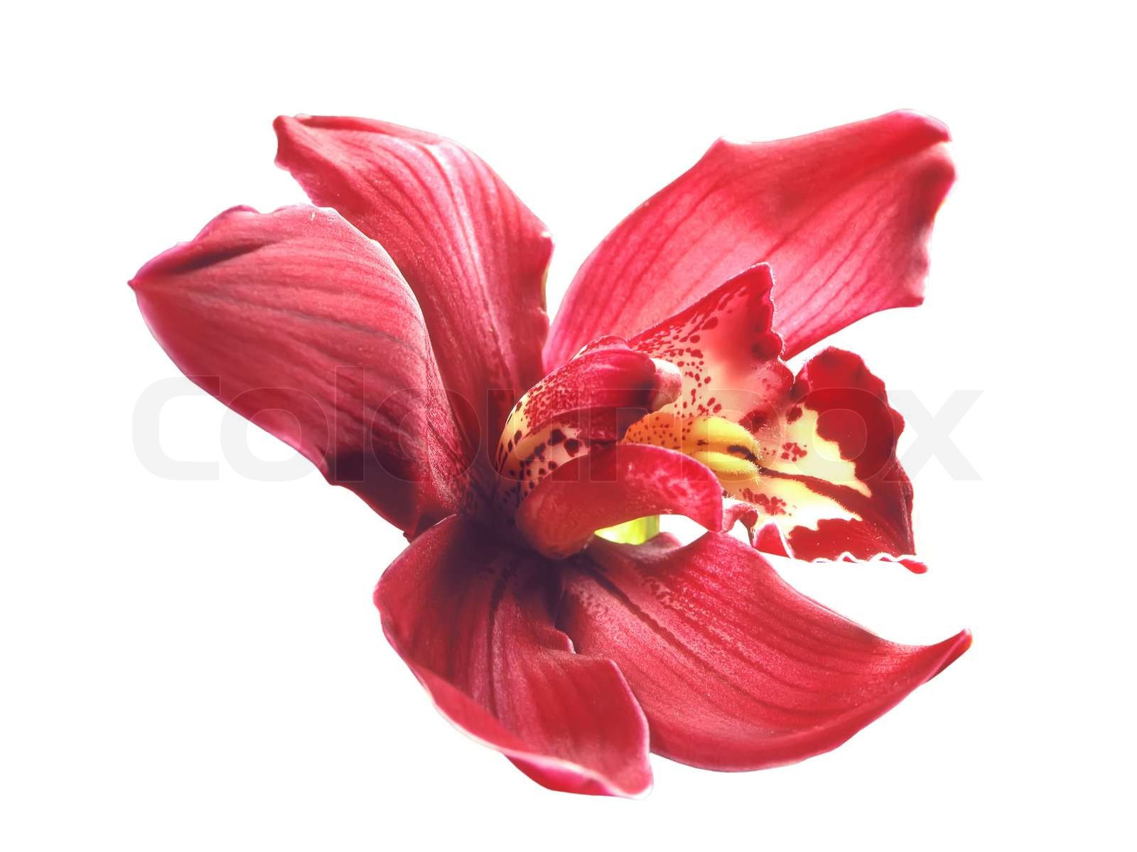 Perfect red orchid isolated on white | Stock image | Colourbox