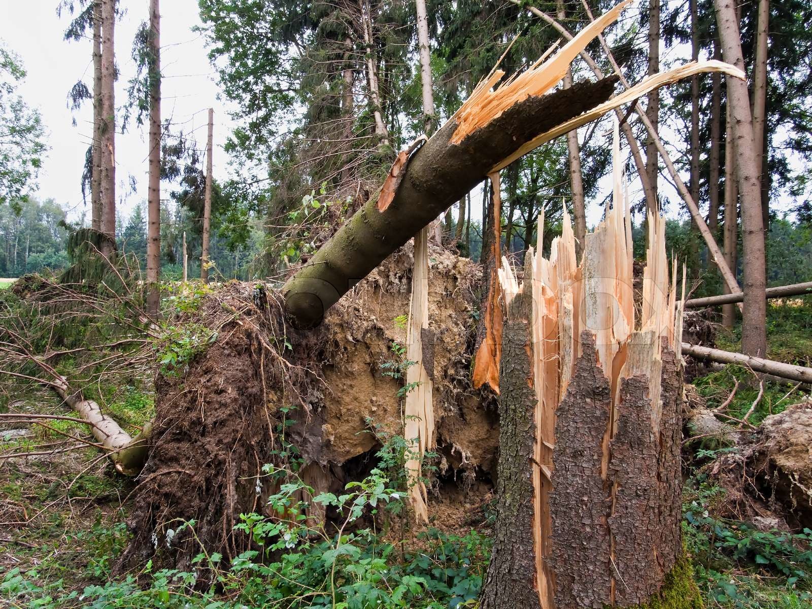 Storm damage. Fallen trees in the forest after a storm. | Stock image ...