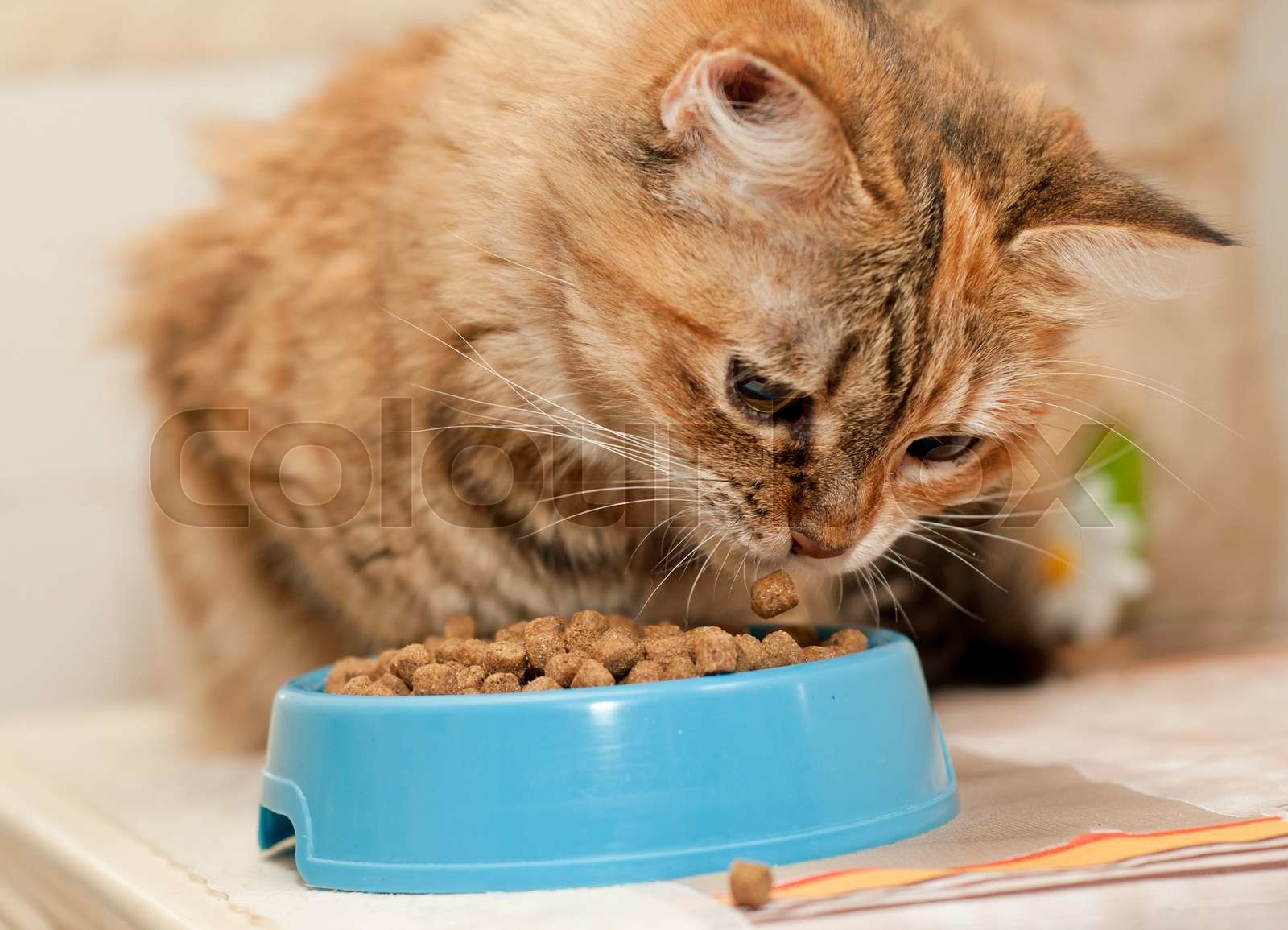 katze, essen, erwachsen | Stock Bild | Colourbox