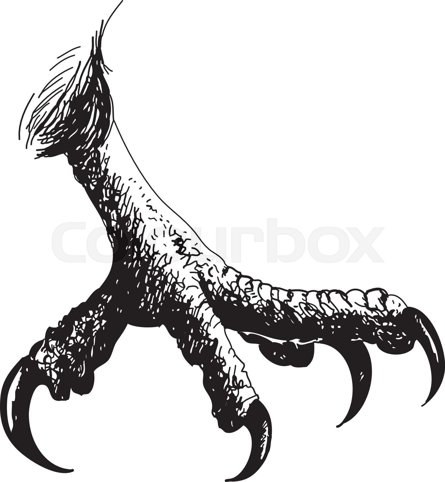 eagle bird claws | Stock vector | Colourbox