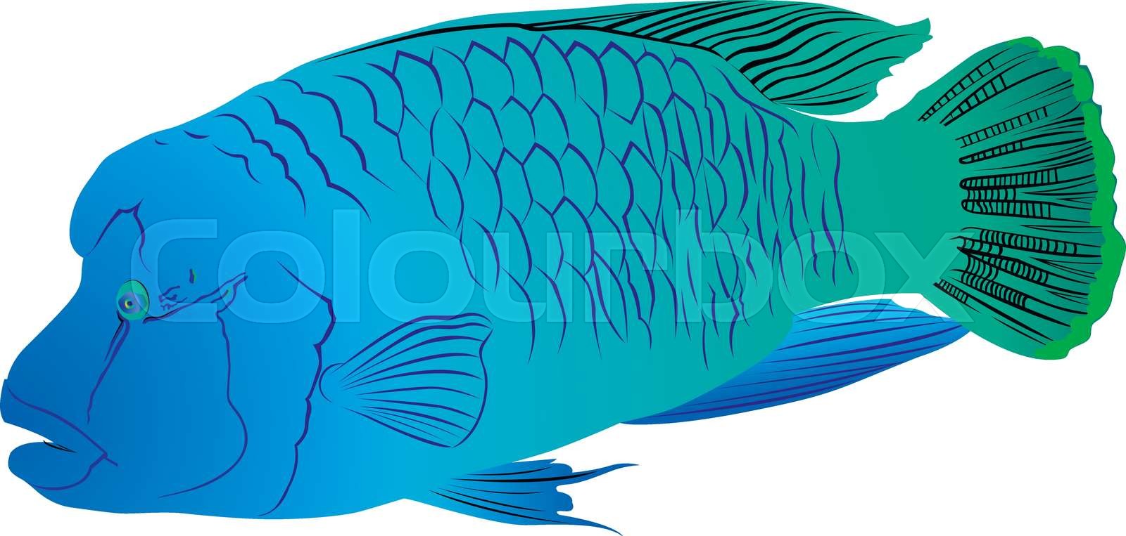 Napoleon Fish | Stock vector | Colourbox