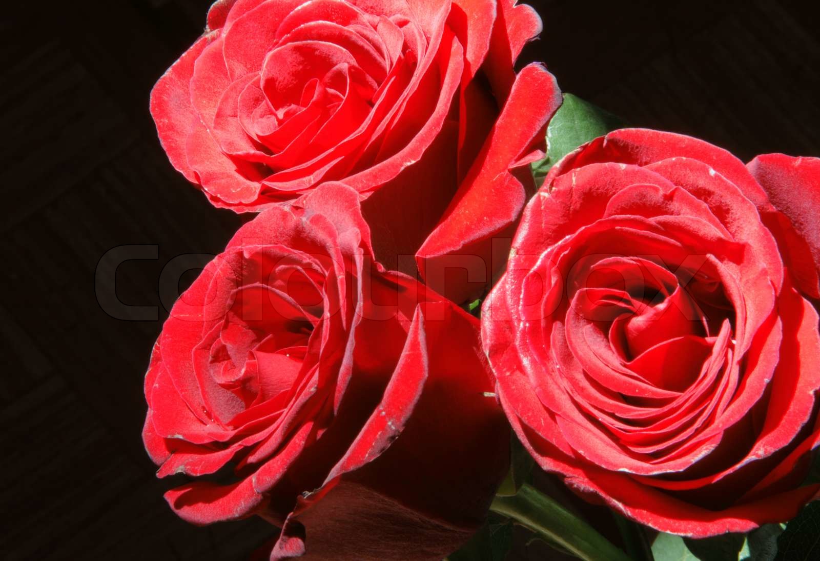 group of red roses on black | Stock image | Colourbox