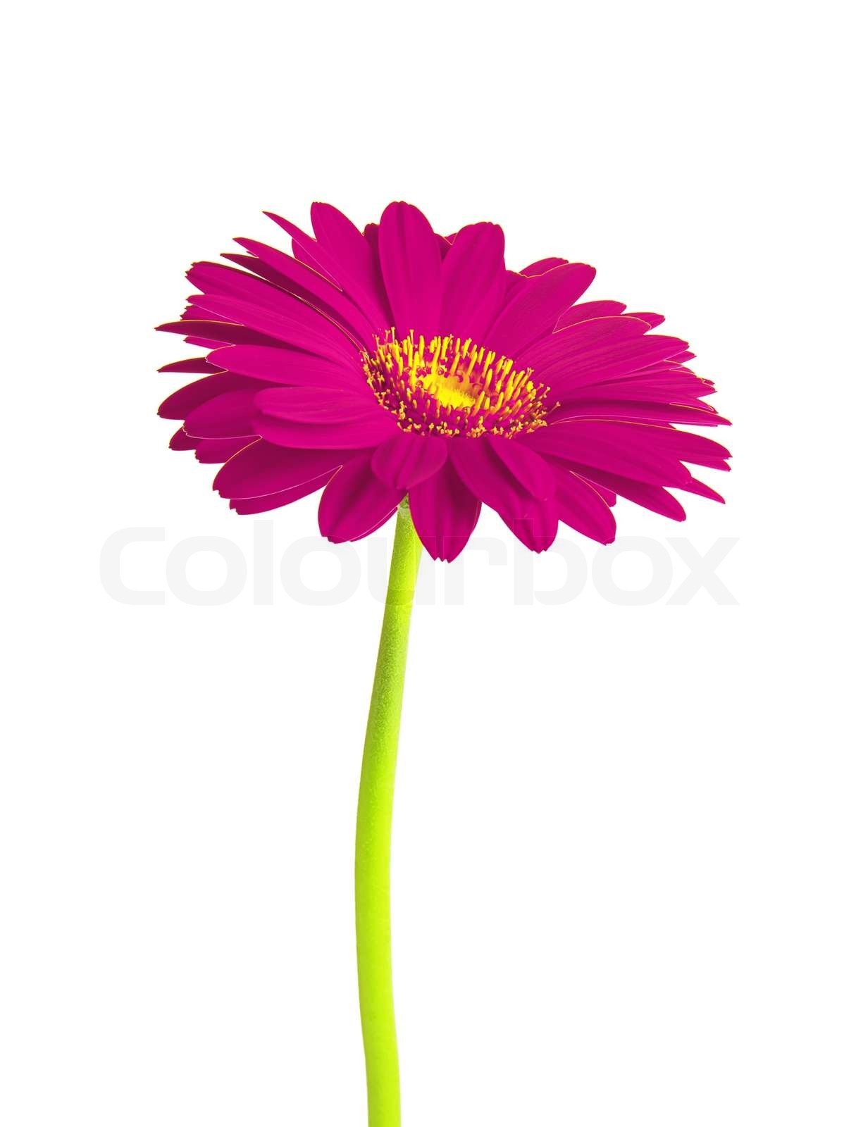 Schöne violette Blume auf weißem Hintergrund | Stock Bild | Colourbox