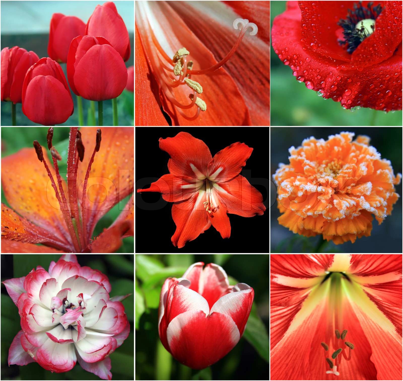 Collage aus roten Blumen | Stock Bild | Colourbox