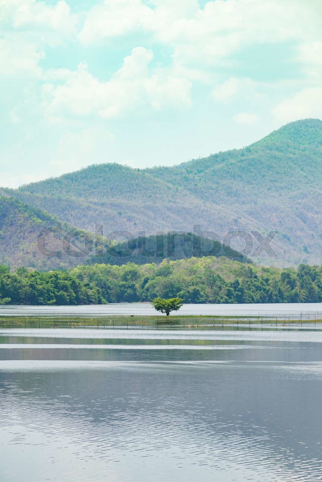 Tree in the dam | Stock image | Colourbox