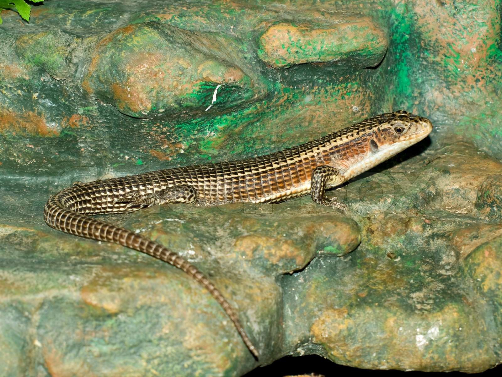 Striped scale lizard in the wild nature at the stone | Stock image ...