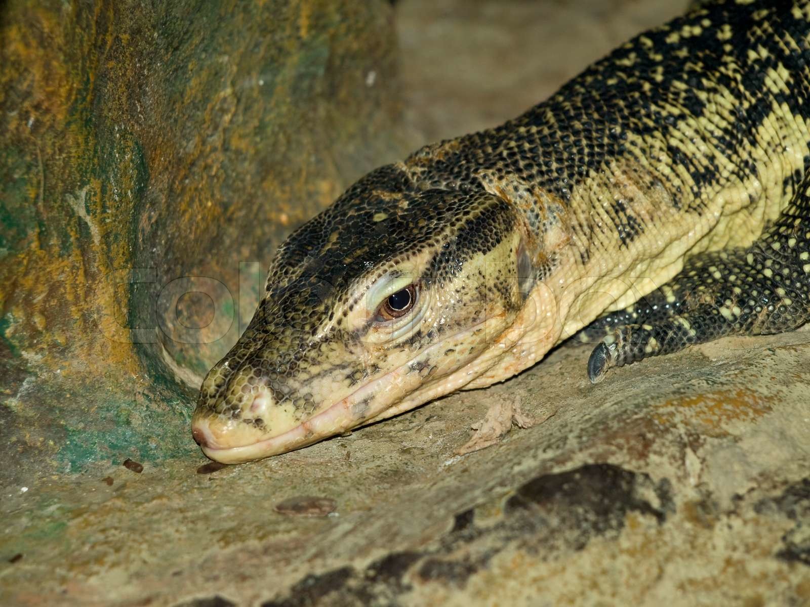 Single big goanna in the wild nature | Stock image | Colourbox