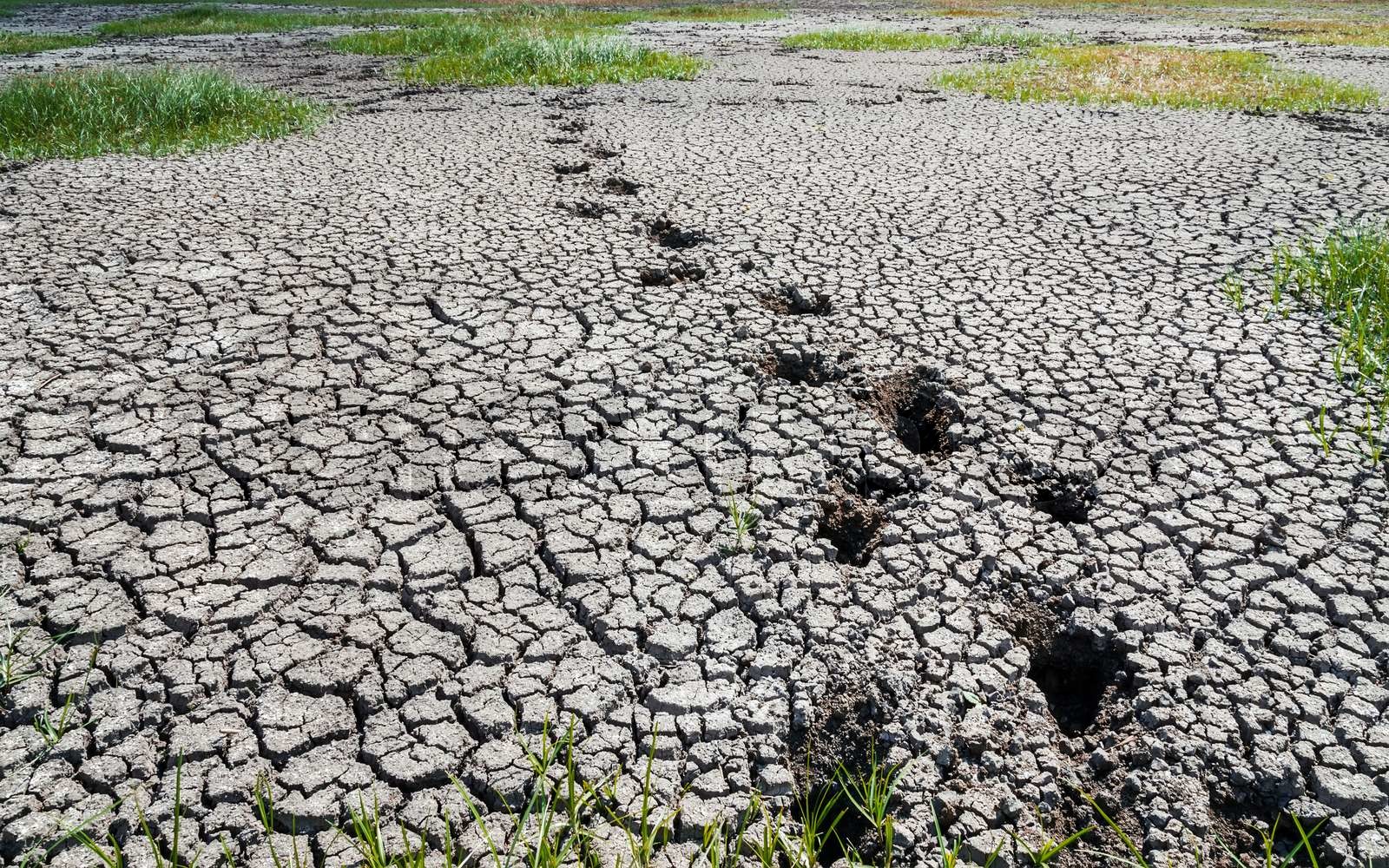 last footprints on drought land | Stock image | Colourbox
