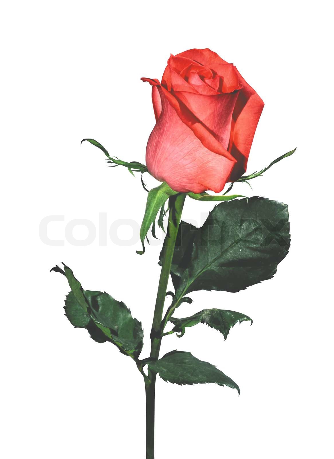 schöne rosa Rose auf weißem Hintergrund isoliert | Stock Bild | Colourbox