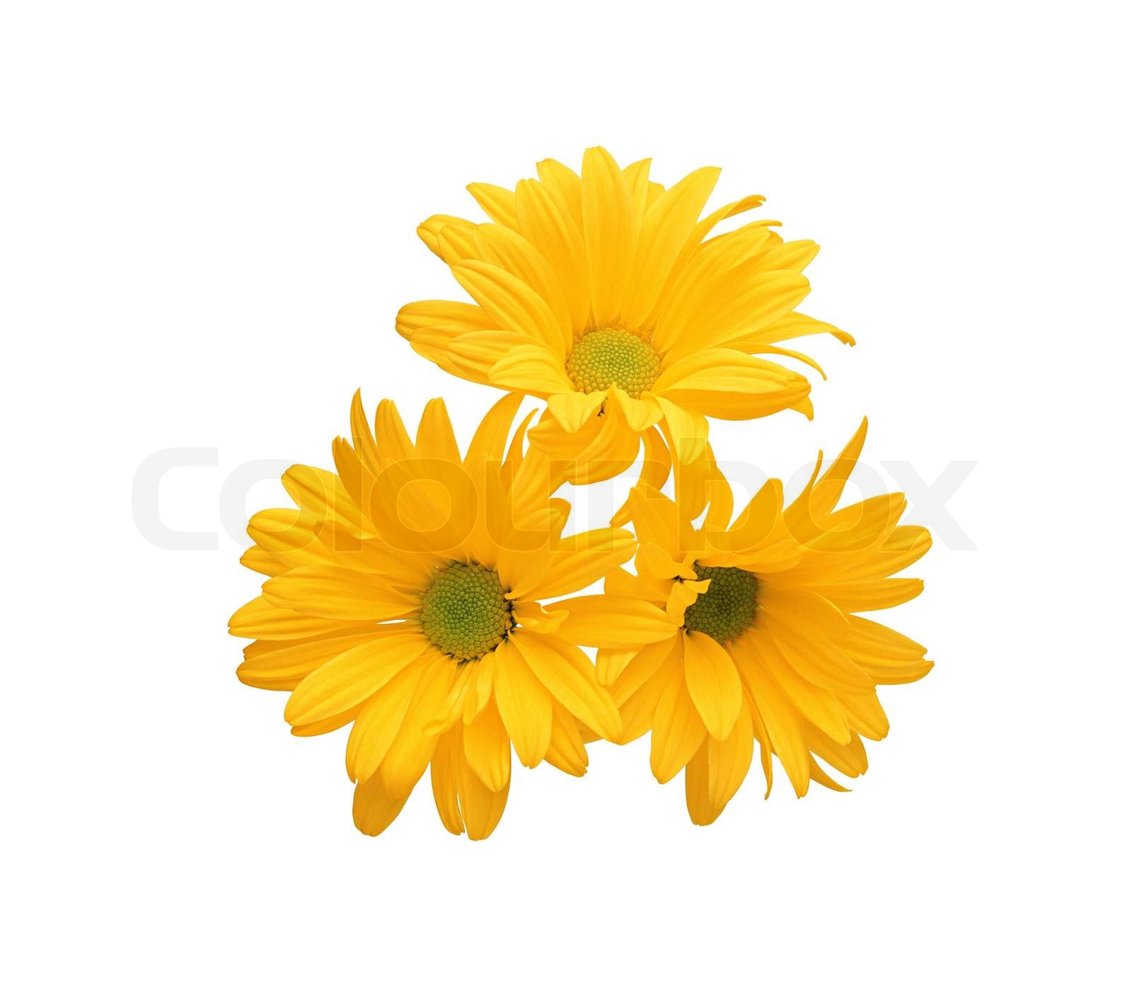 Single Yellow Flower