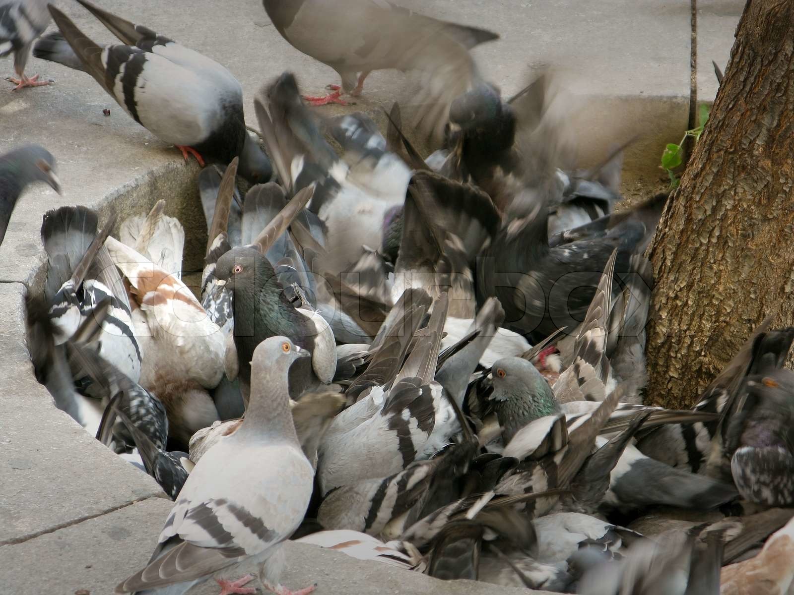 Straße Tauben -, Rock- Tauben, kämpfen für Essen, Columba livia f ...