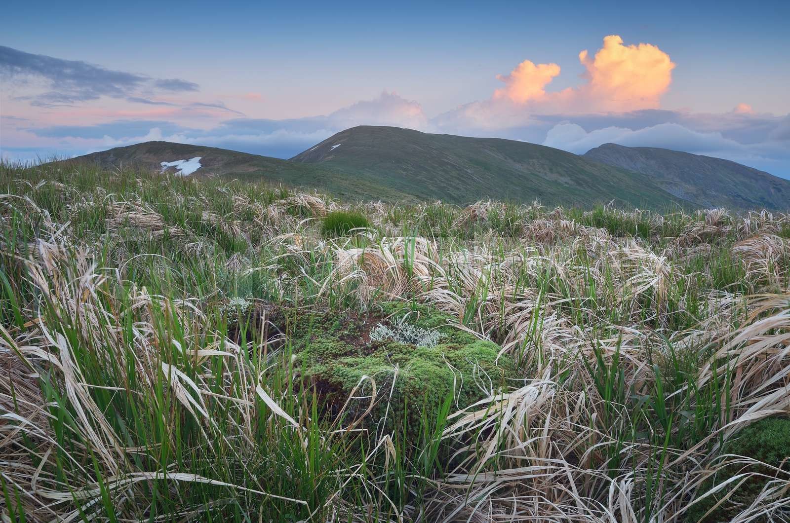 Mountain grass | Stock image | Colourbox