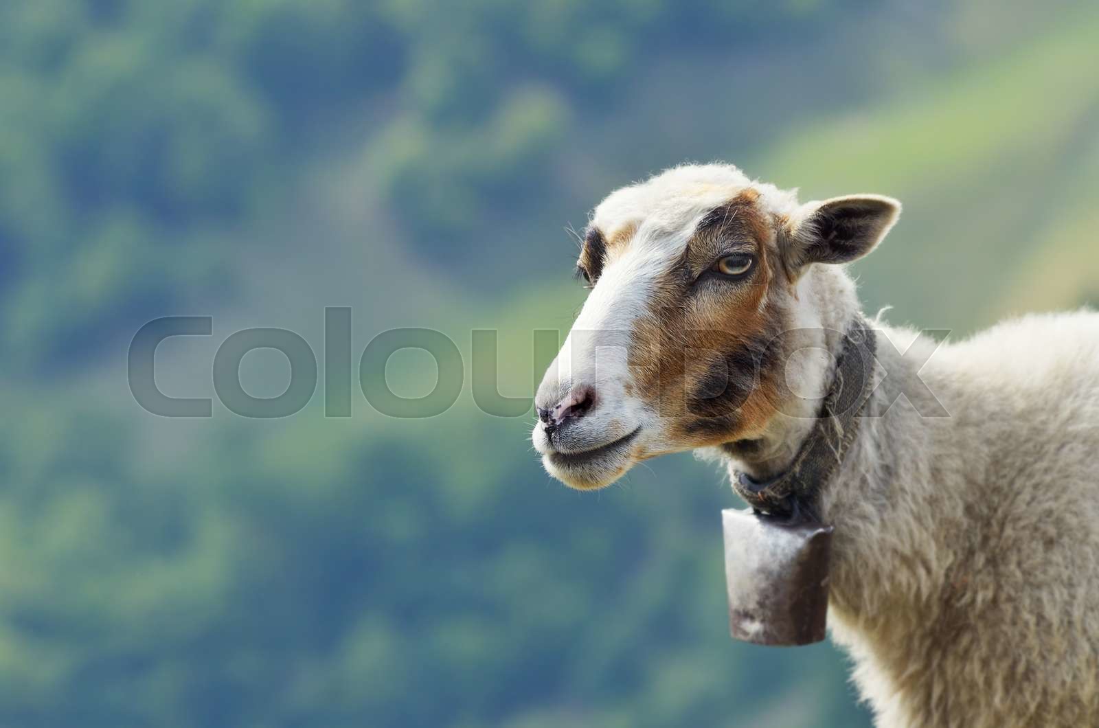 Sheep with bell | Stock image | Colourbox