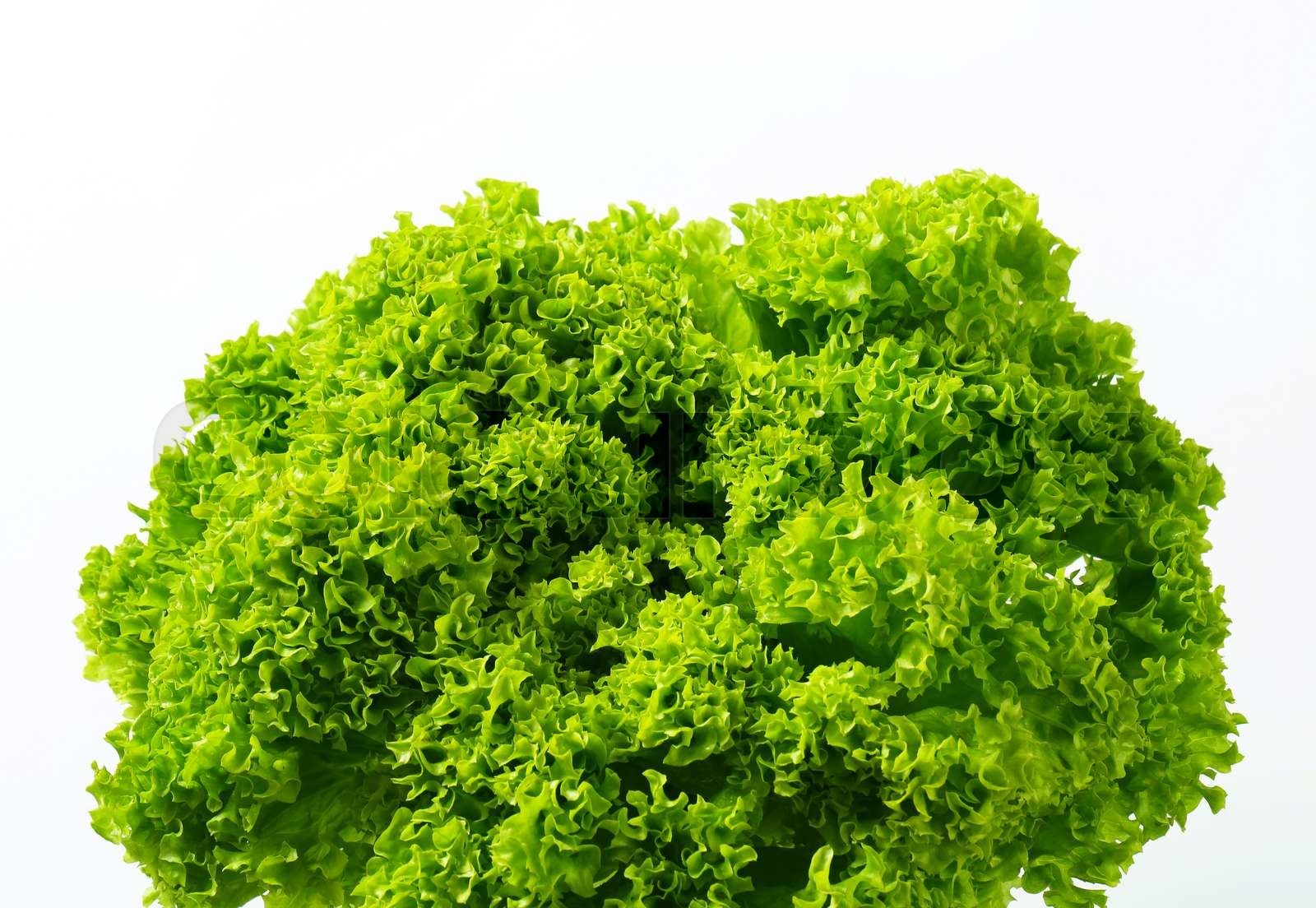 Lettuce Lollo Bionda | Stock image | Colourbox