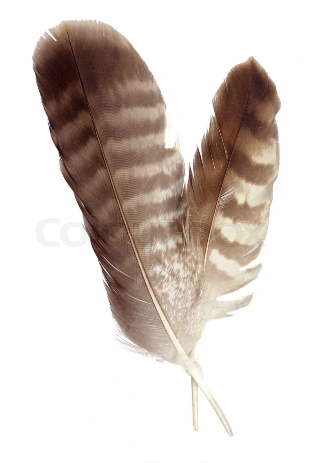 Two brown feathers - isolated on white | Stock image | Colourbox