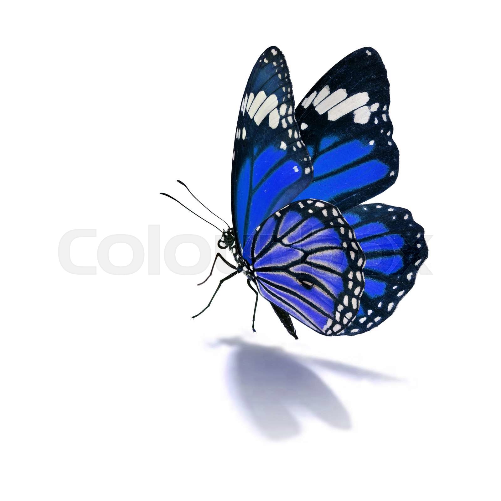 Blue Monarch Butterfly Flying