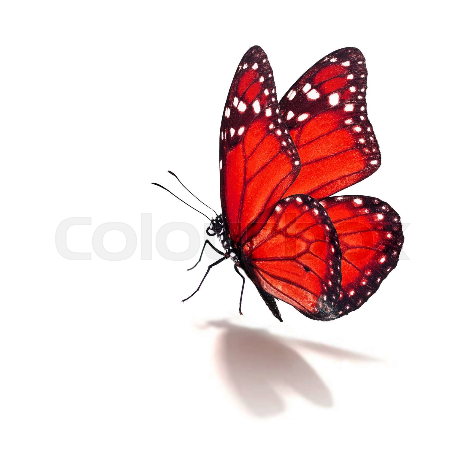 red monarch butterfly | Stock image | Colourbox
