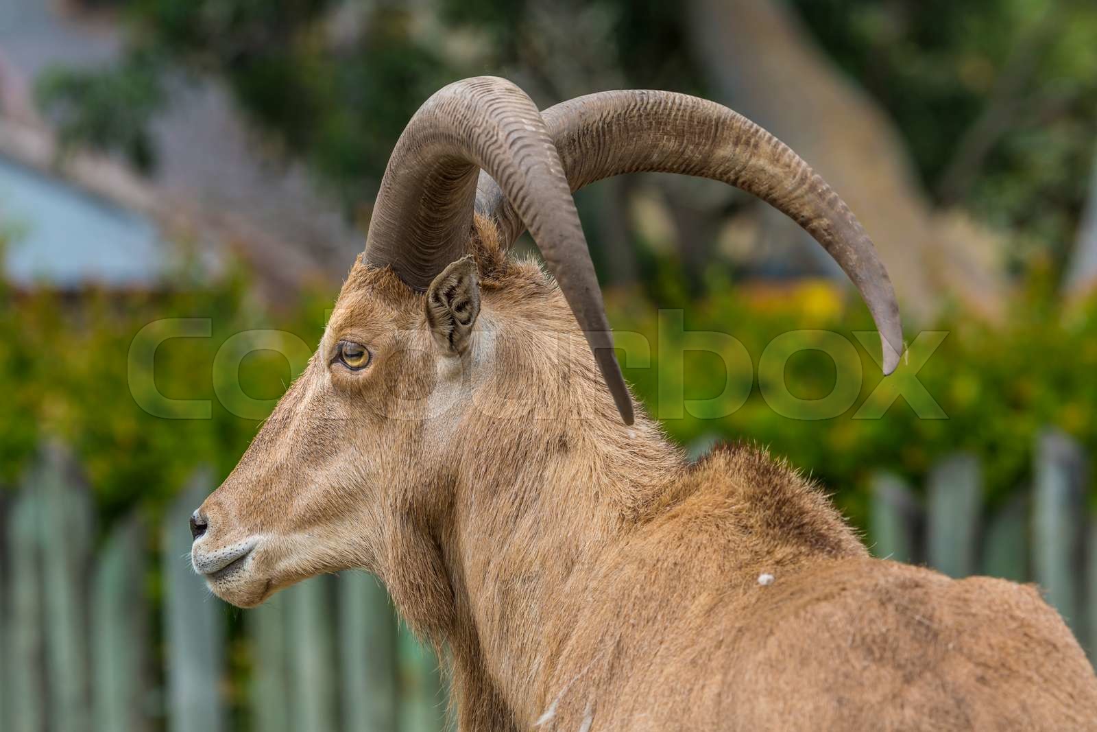 West caucasian tur goat | Stock image | Colourbox