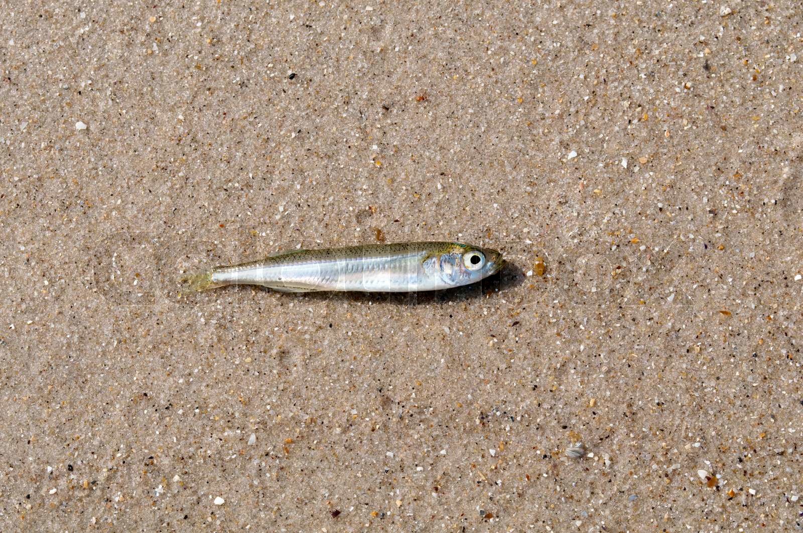 small fish in the sand | Stock image | Colourbox