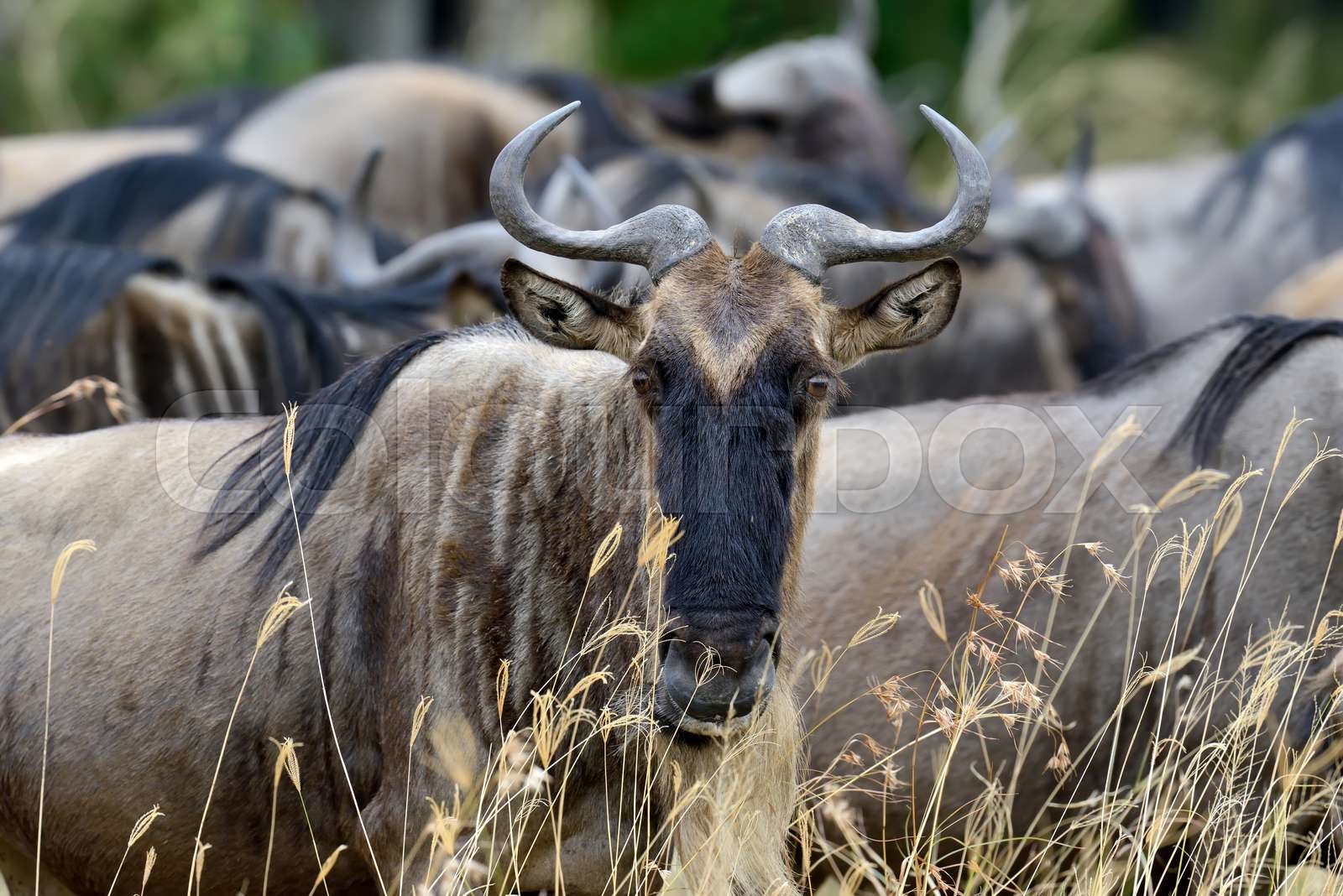 Wildebeest, National park of Kenya, Africa | Stock image | Colourbox