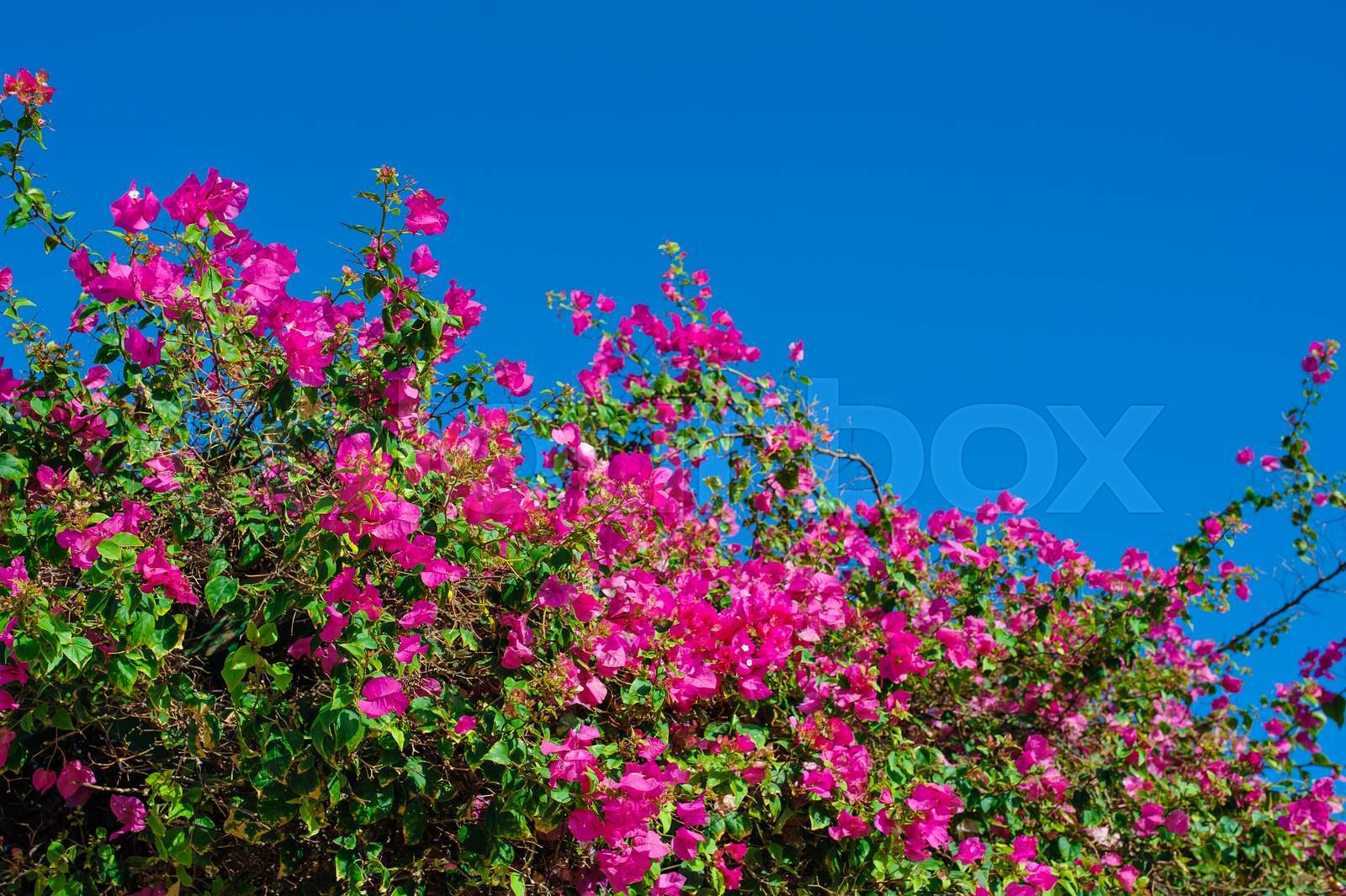 Beautiful flowering shrubs against the blue sky | Stock image | Colourbox