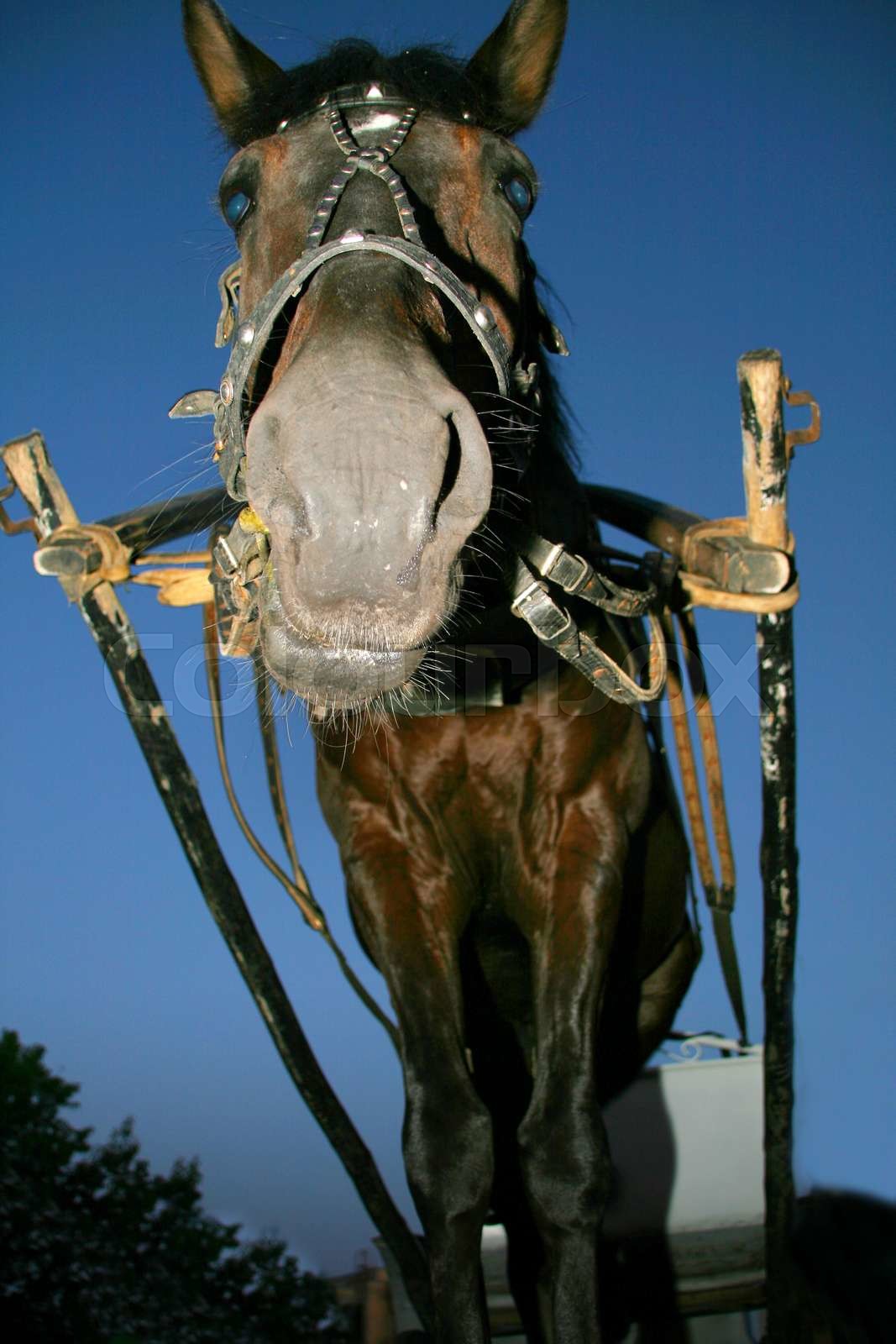 Horse at night | Stock image | Colourbox