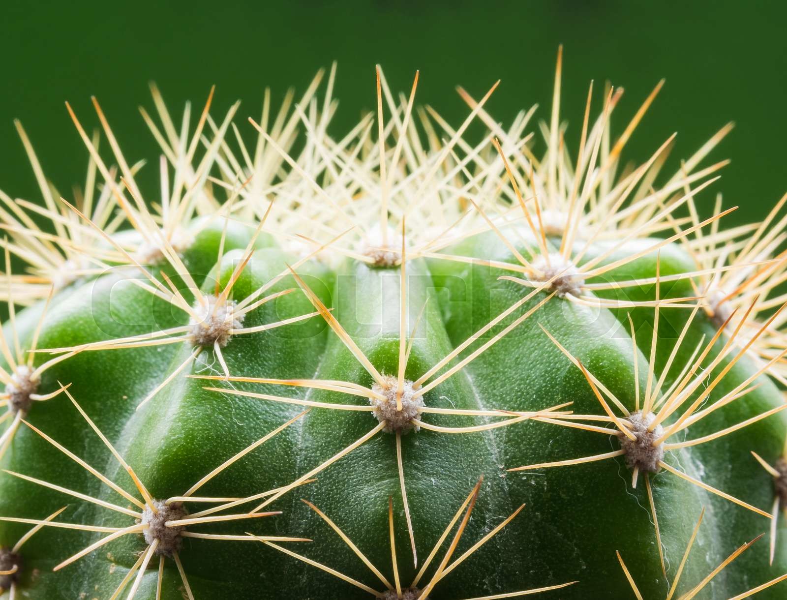 cactus | Stock image | Colourbox