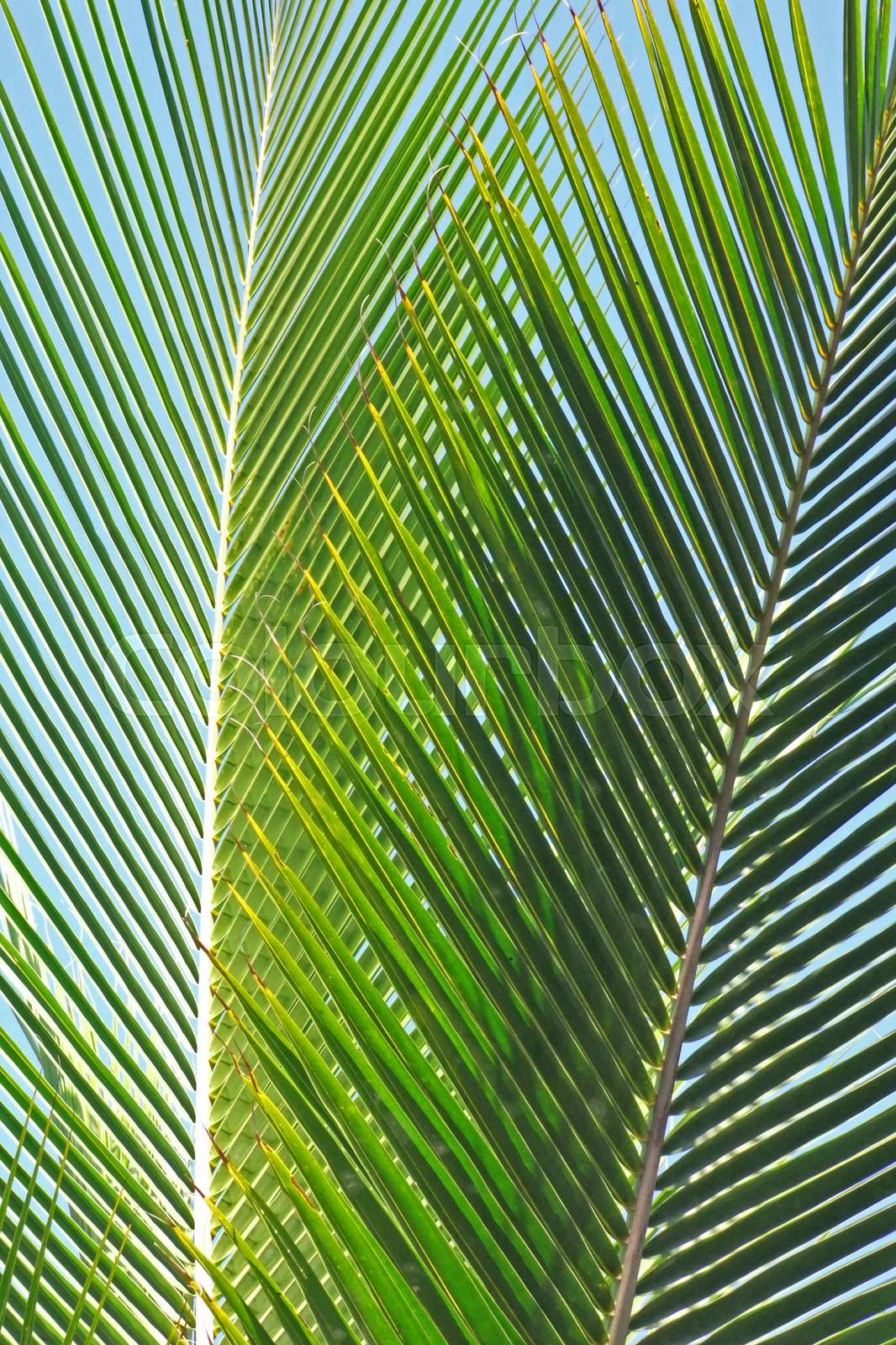 palm, palmeblad, blad | Stock image | Colourbox