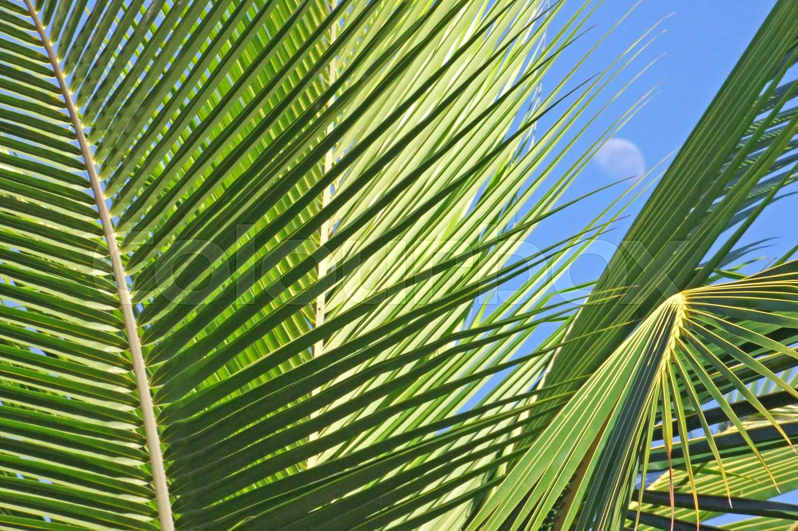 palm, palmeblad, blad | Stock image | Colourbox