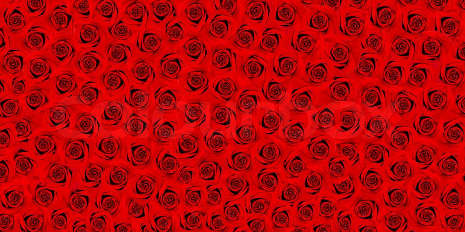 viele rote Rosen | Stock Bild | Colourbox