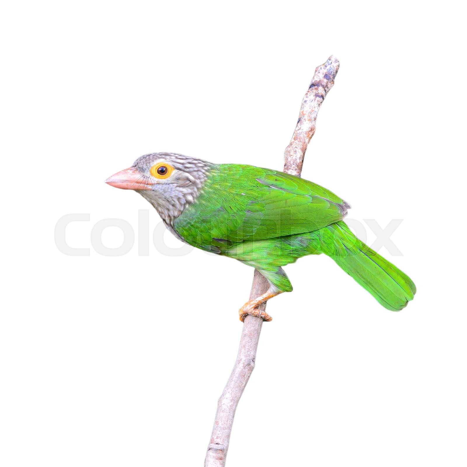 Lineated Barbet bird | Stock image | Colourbox