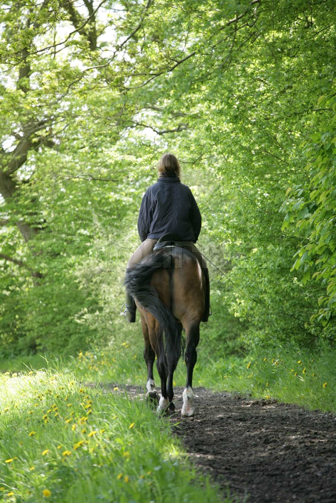 riding danish horses in a forest in spring | Stock image | Colourbox