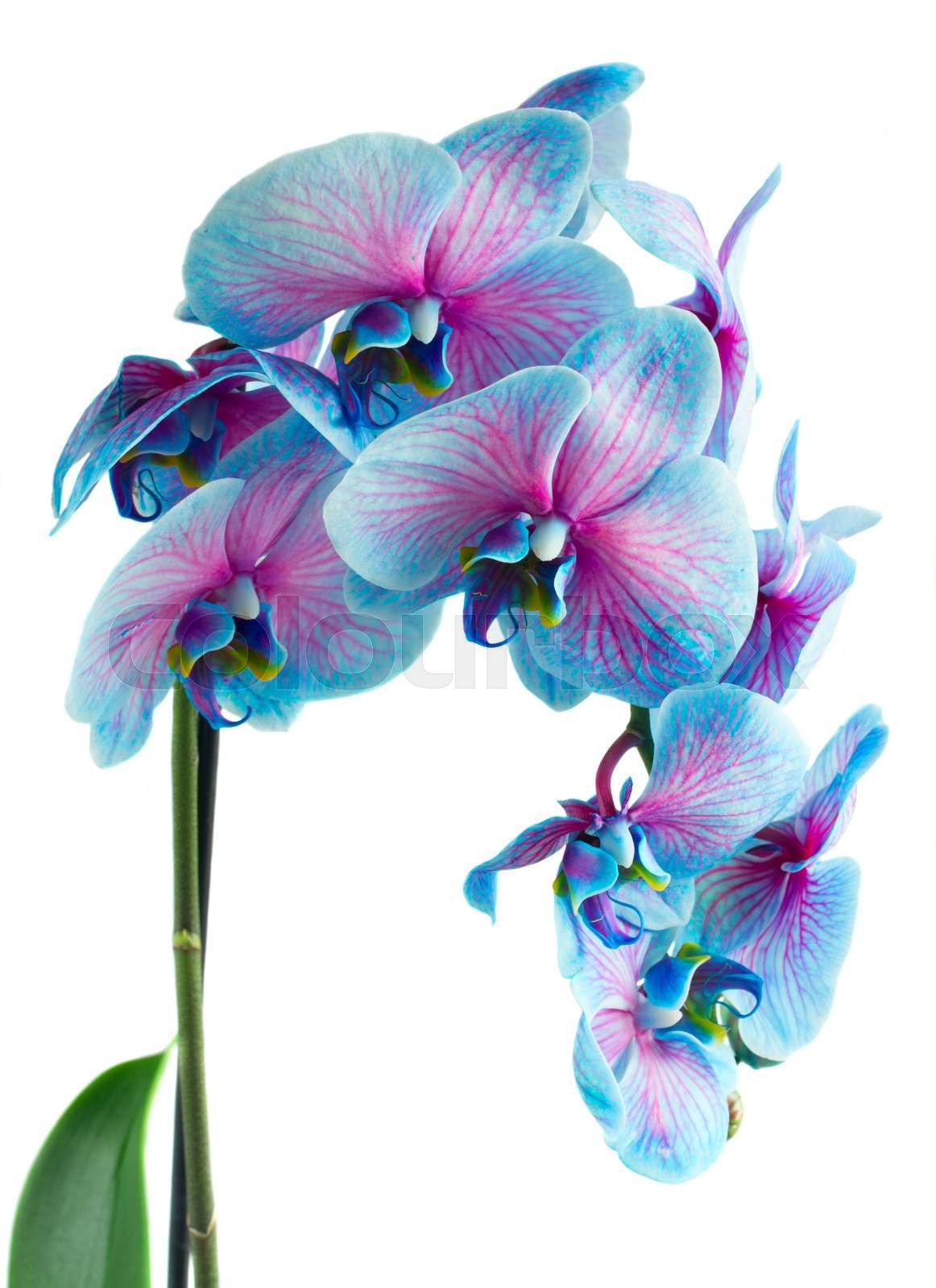 Blue Orchid White Background