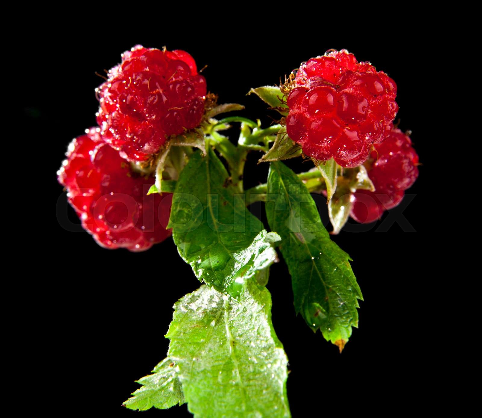 juicy raspberry | Stock image | Colourbox