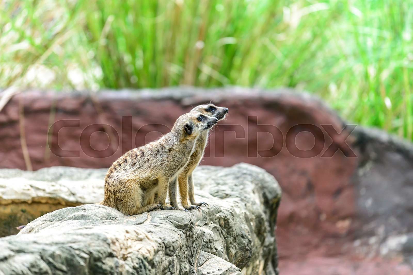 Lovely meerkat surikate. | Stock image | Colourbox