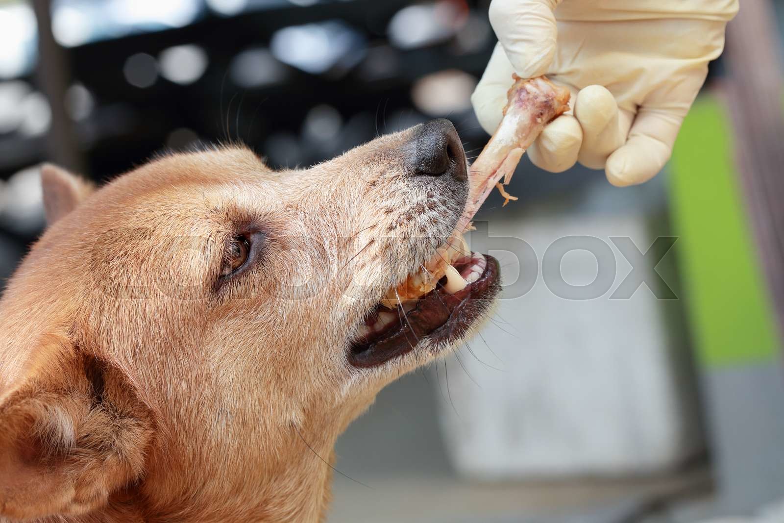 dog eating bone from owner | Stock image | Colourbox