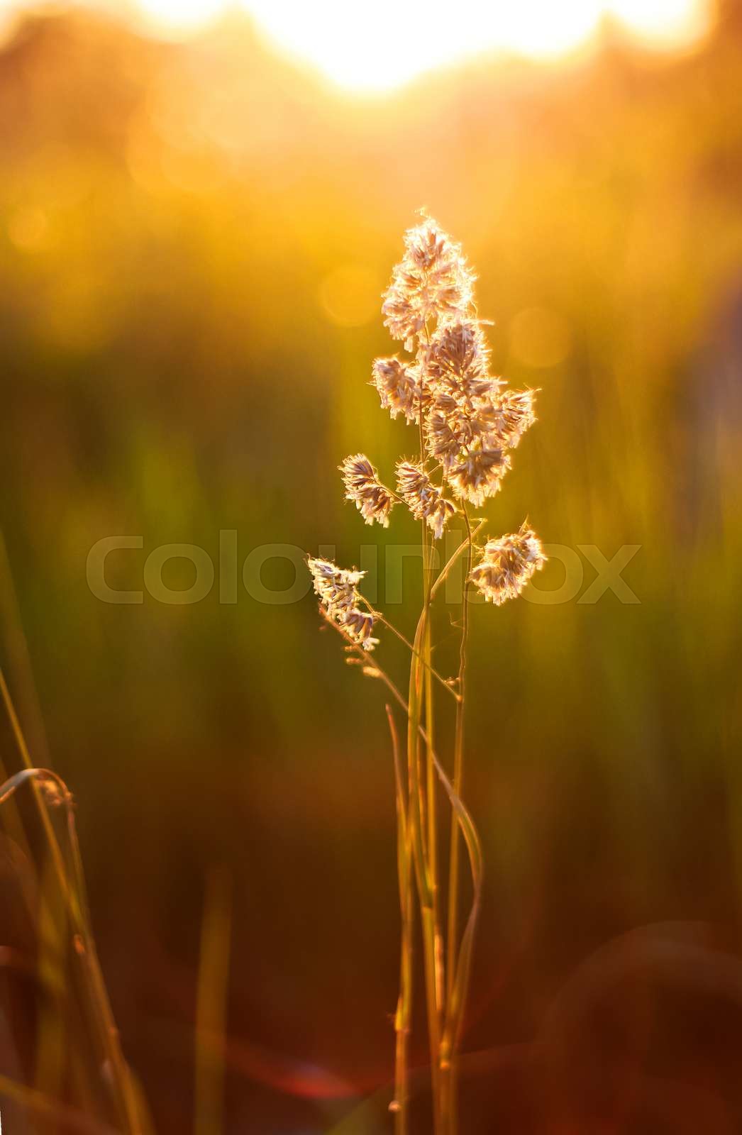 Sunset plant | Stock image | Colourbox