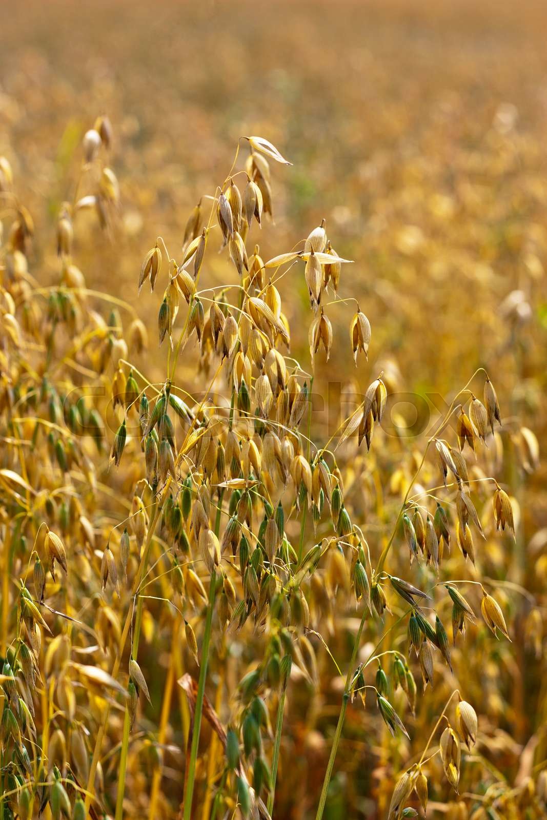 Golden oat field closeup | Stock image | Colourbox