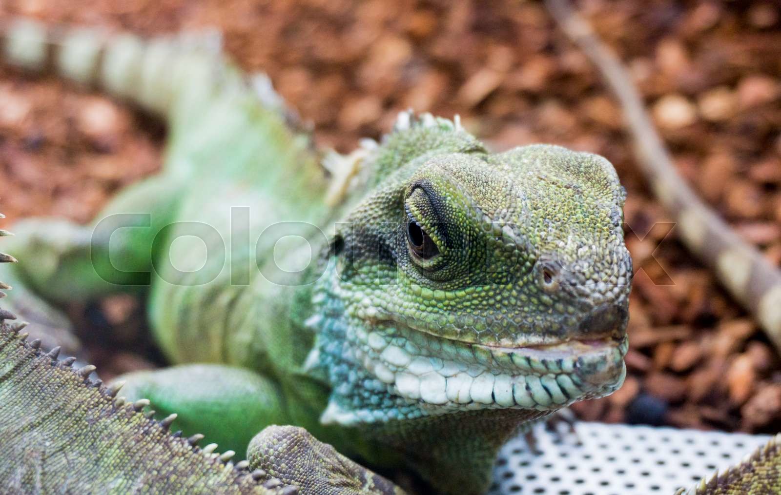 Green Water Dragon. Chinese Water Dragon. Physignathus cocincinus ...