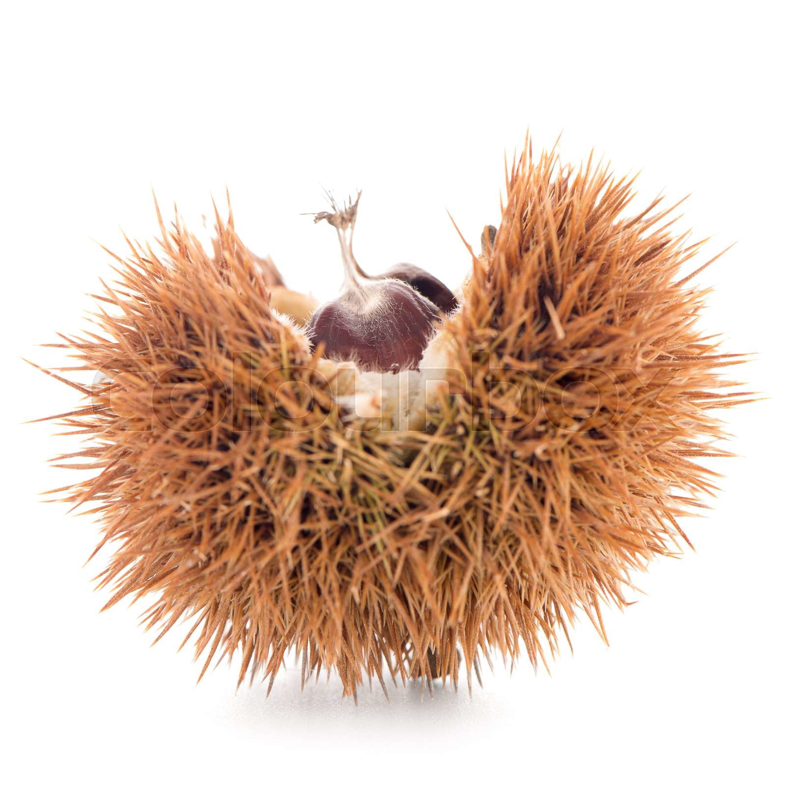 Chestnuts with shell | Stock image | Colourbox