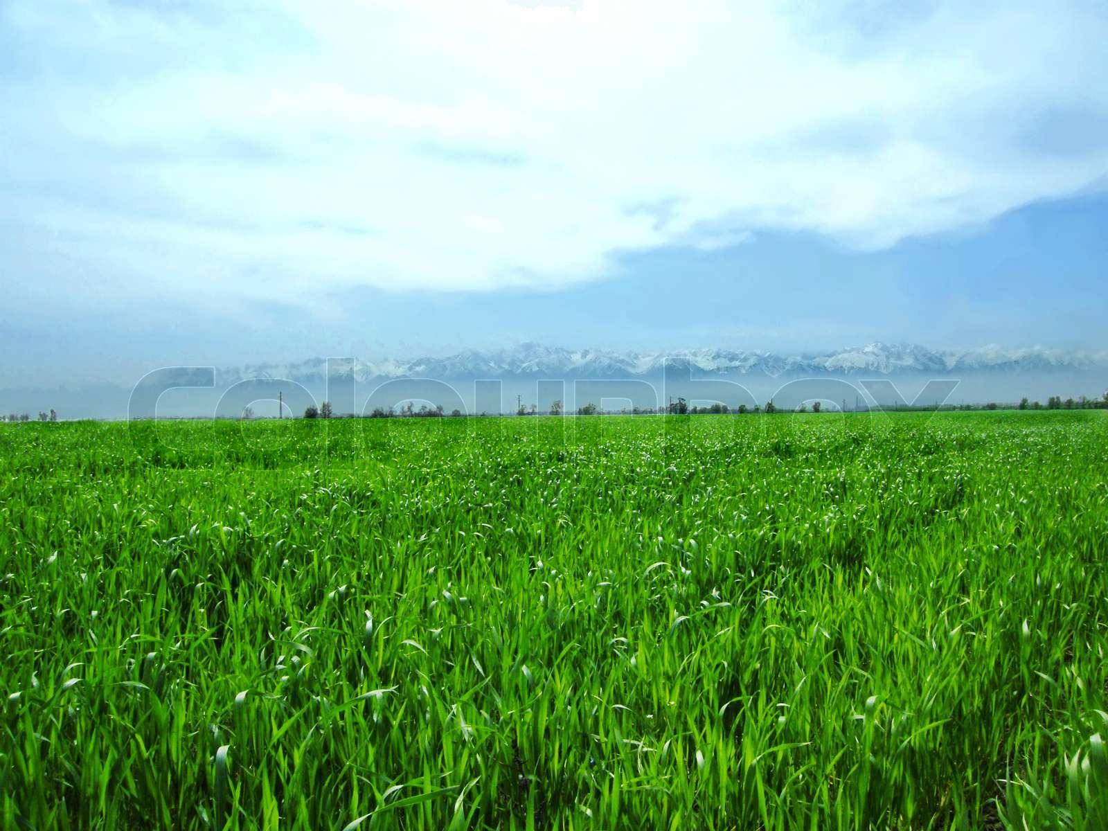 grønt , græs, urter , planter , natur , vækst , ingen , farve, blade ...