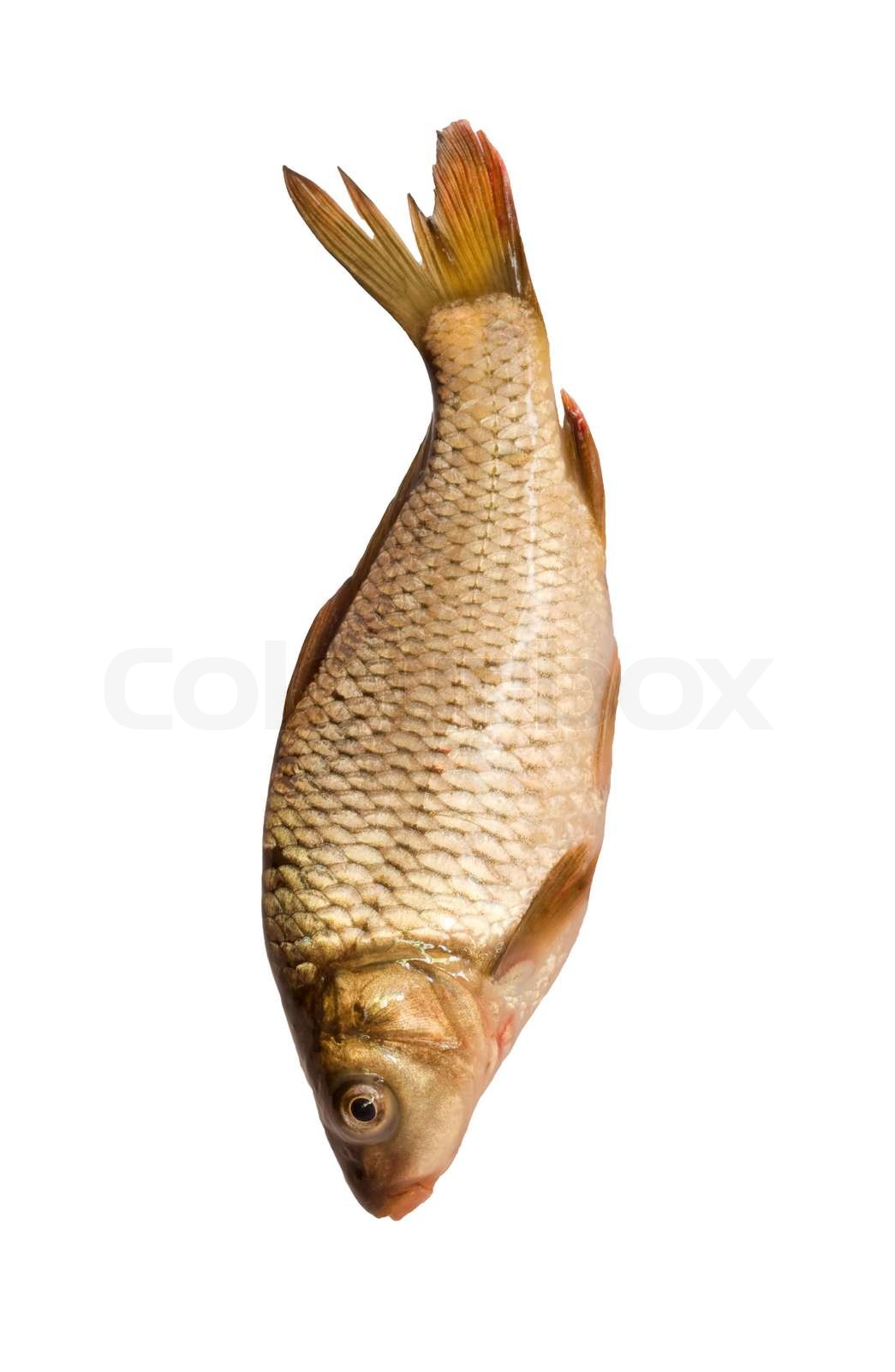 Frischer Fisch Karpfen auf weißem Hintergrund | Stock Bild | Colourbox