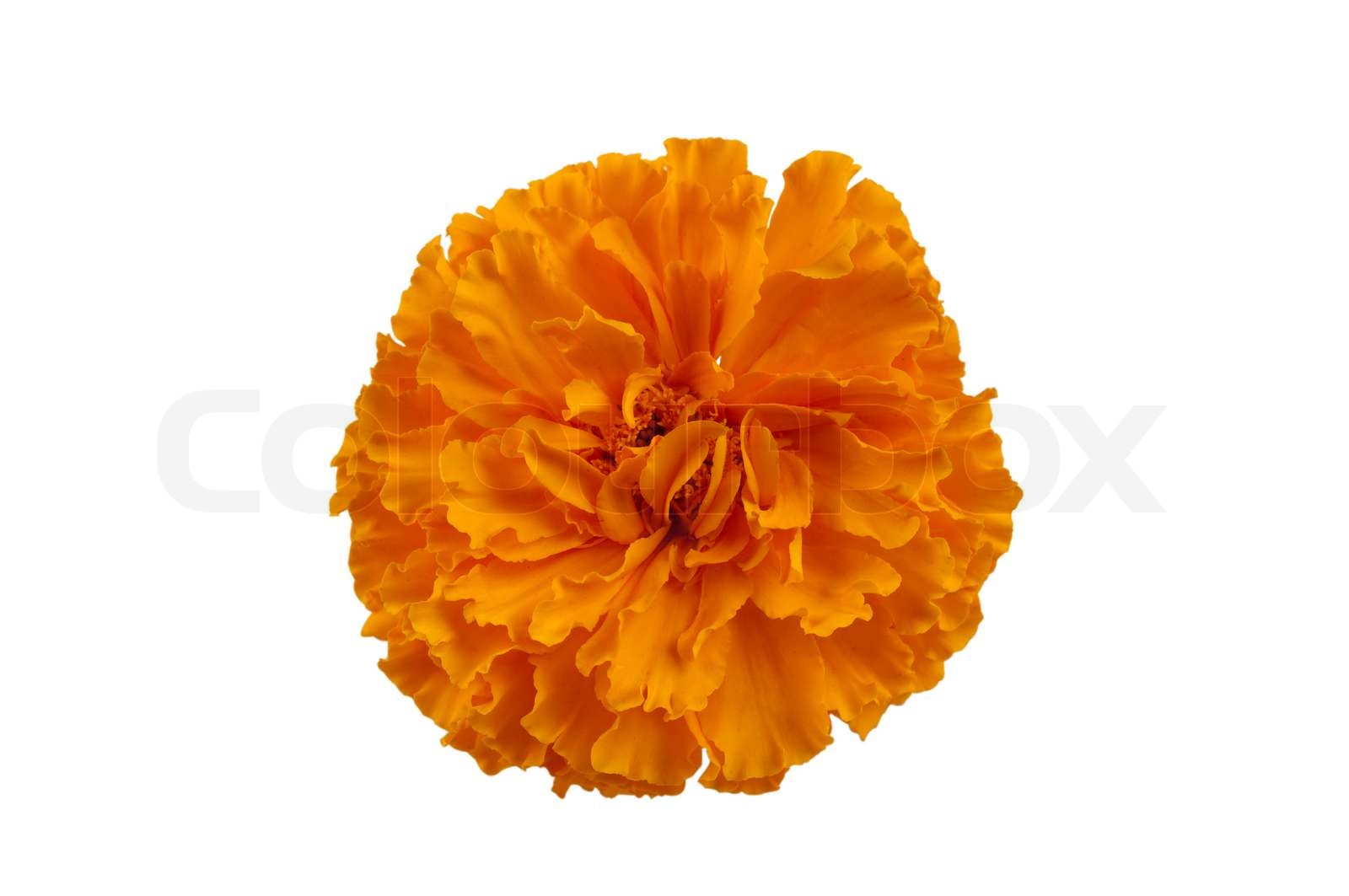 Marigold flower on a white background | Stock image | Colourbox