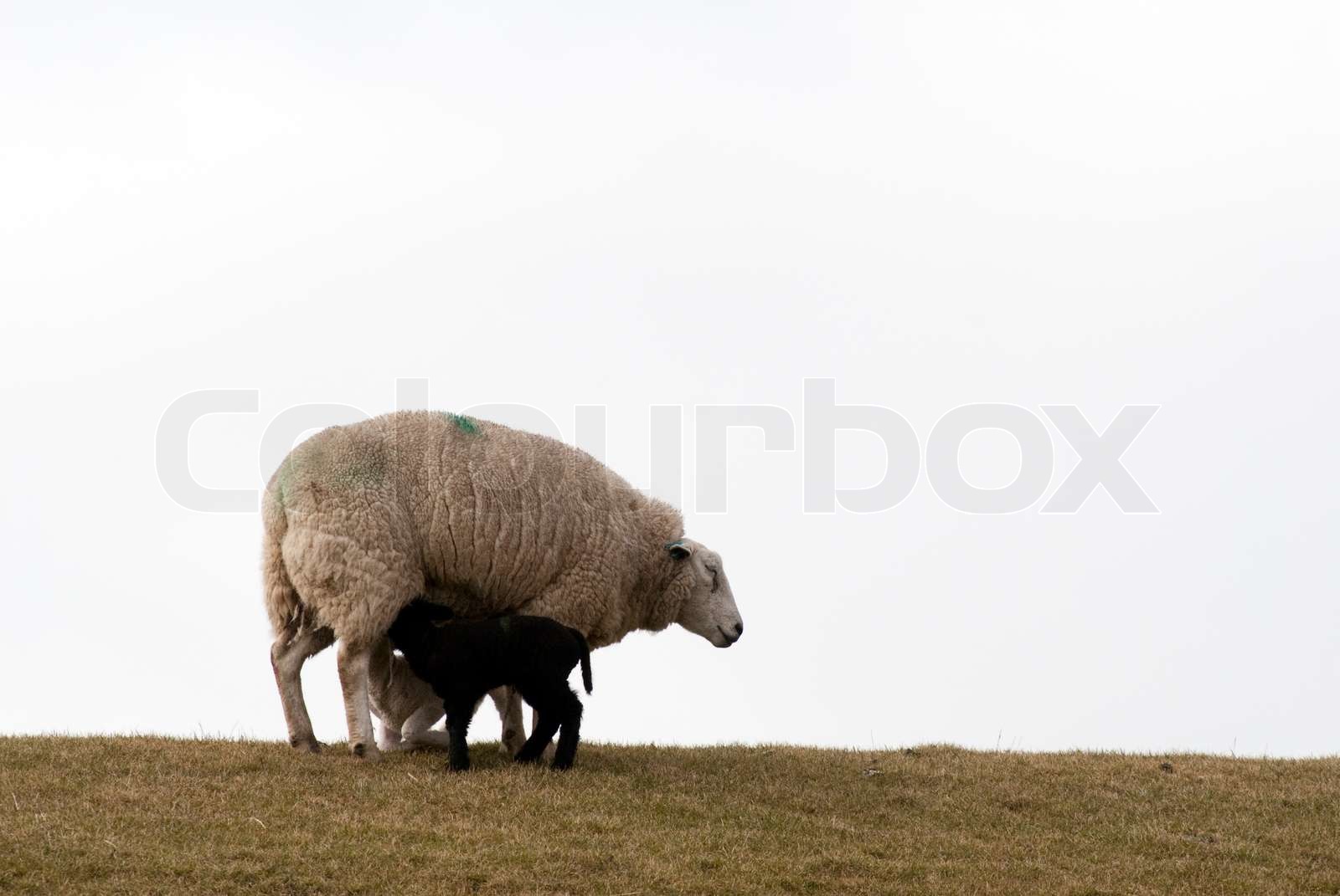 Sheep nursing her twin lambs. | Stock image | Colourbox