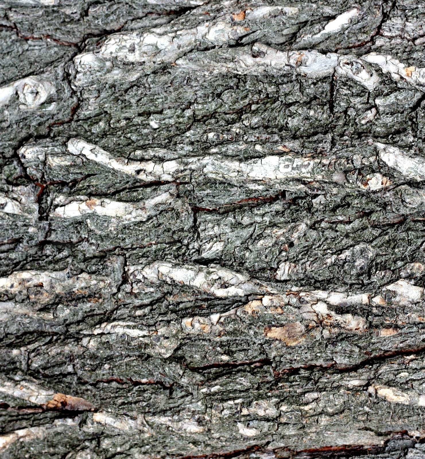 Die Eichenrinde Textur | Stock Bild | Colourbox