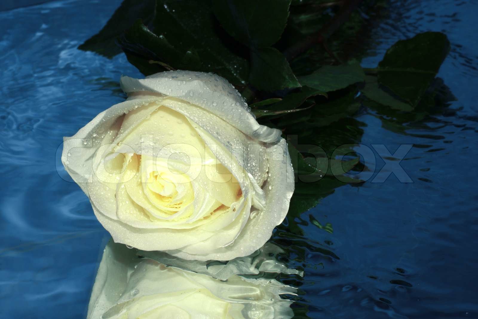 Hvid rose på en vand | Stock foto | Colourbox